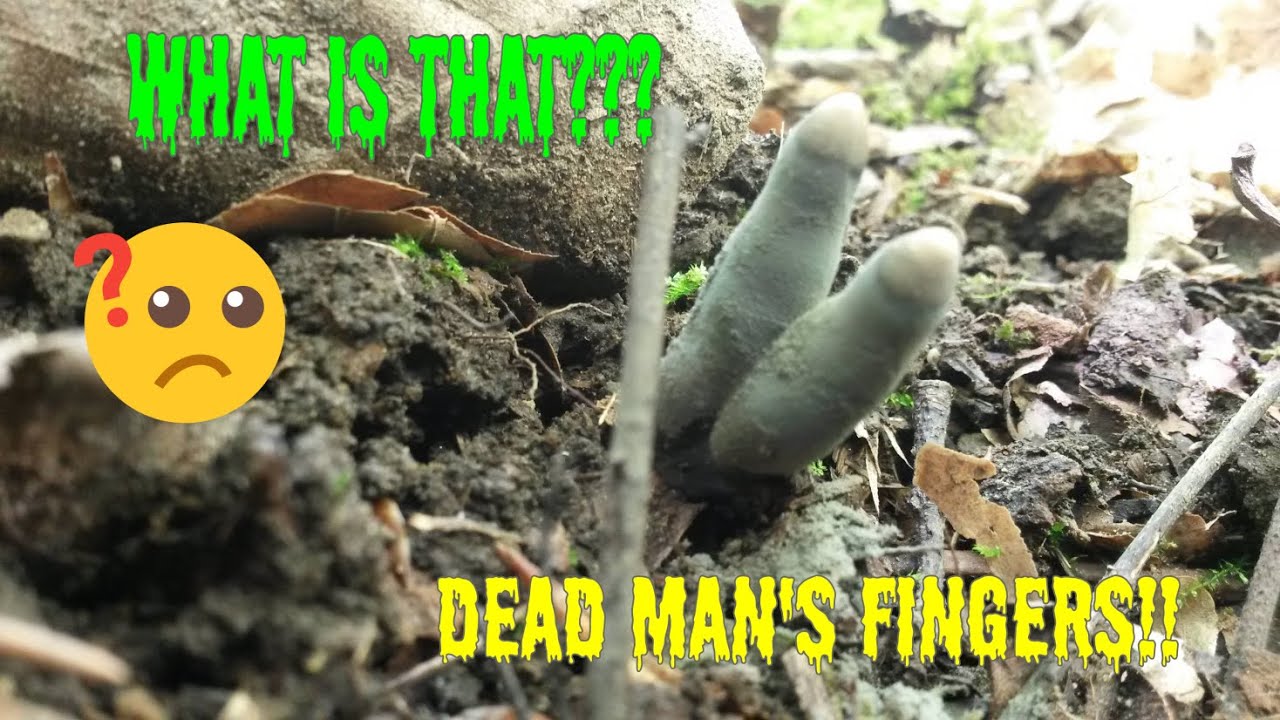 Dead Man's Fingers Mushroom (Xylaria polymorpha) - YouTube