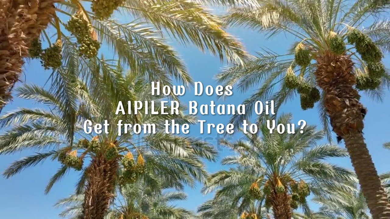 AIPILER® | How Does AIPILER® Batana Oil Get from the Tree to You？ - YouTube