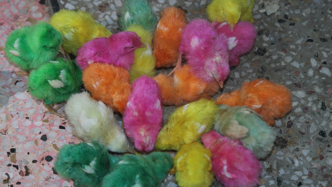 Rainbow Coloured Chicks || Colorful Chicks | Hen Baby Chicks In ...