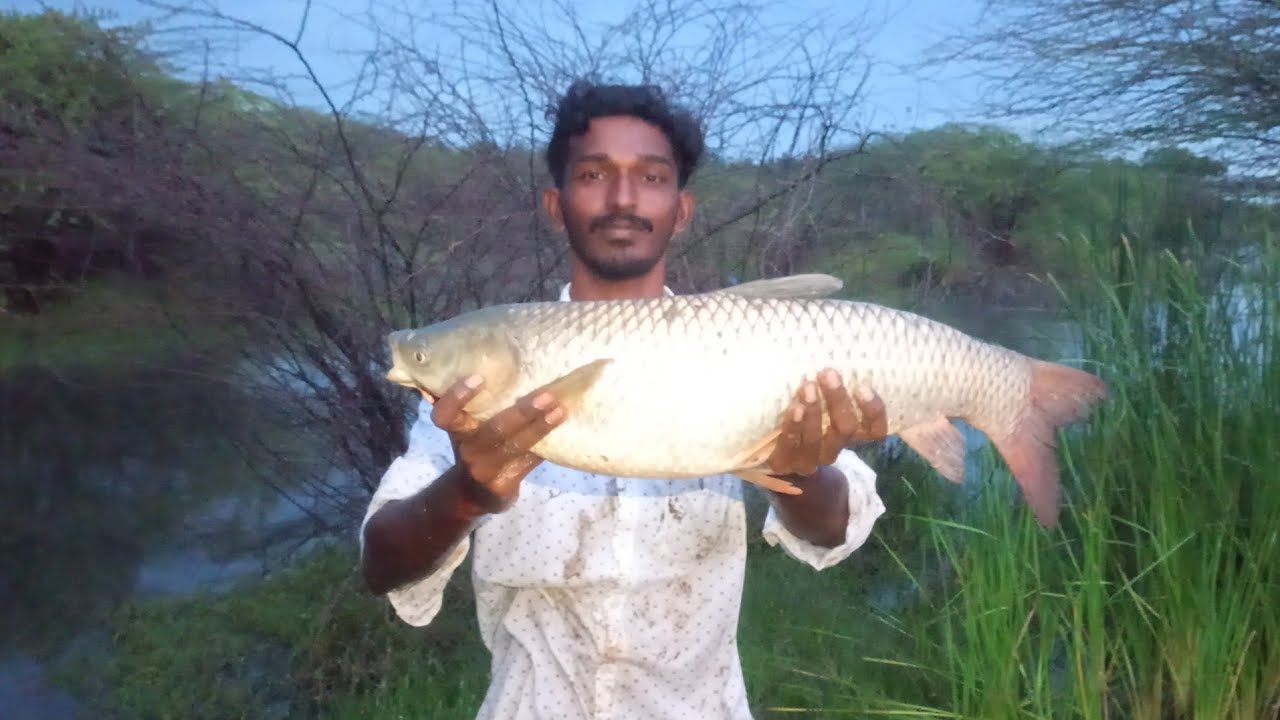 Fishing🐳 In Rain 🐟| Big Size Kendai Meen Catching | மழையின் காரணமாக ...