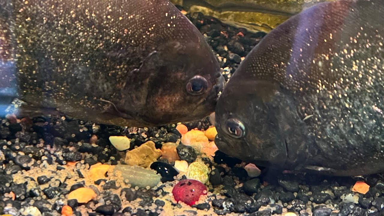 Breeding Red Belly Piranha - Spawning Savage Monsters? - YouTube