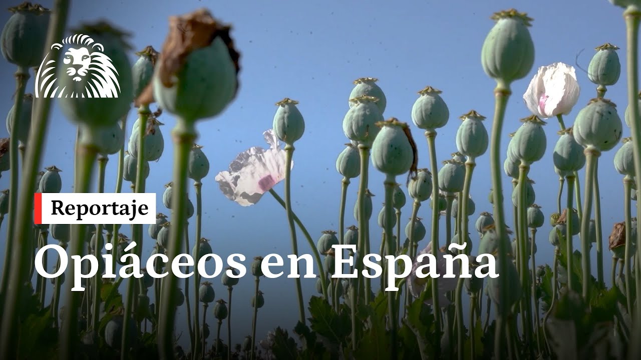 Opiáceos en España: sube su consumo y los agricultores eligen el opio ...