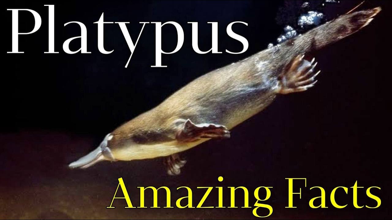 What is a platypus? Surprising Platypus Facts You Didn't Know. Animals ...