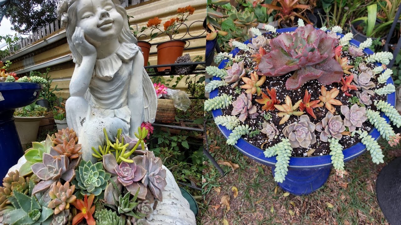 Ni repot ko si Afterglow at Baron Bold at ilan kong mga old Succulent ...