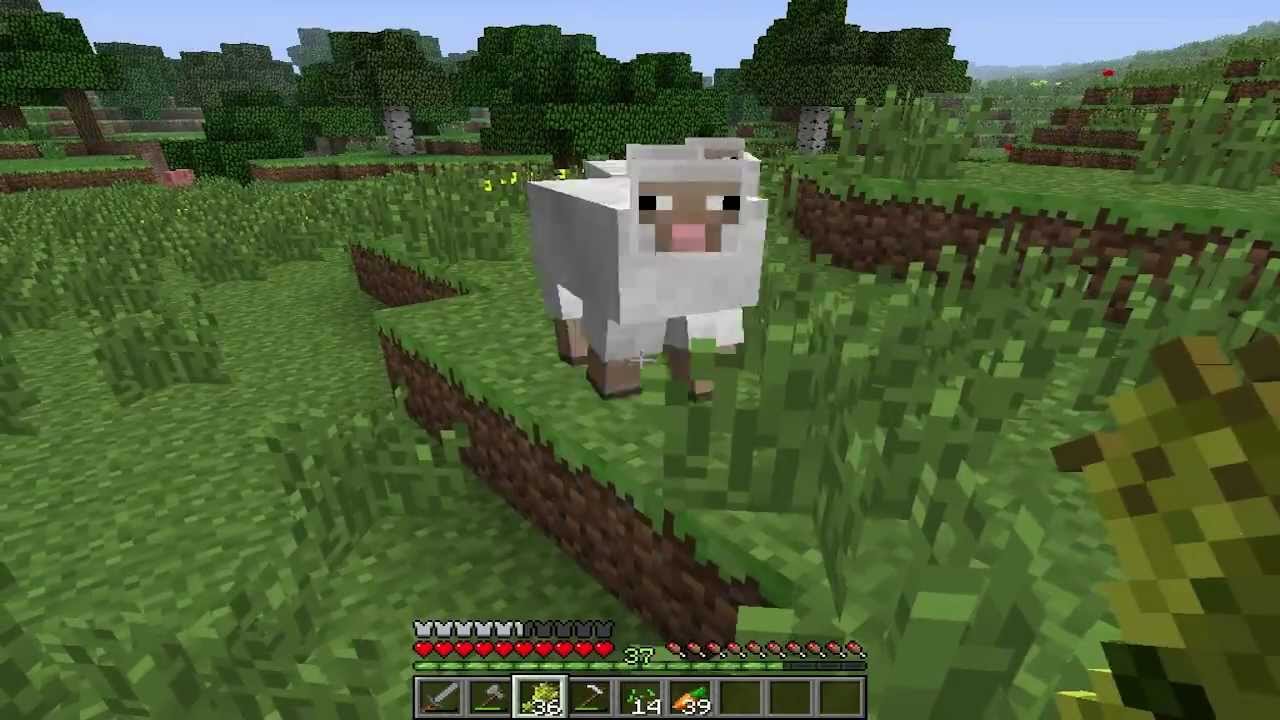 COMO ATRAER OVEJAS EN MINECRAFT - YouTube