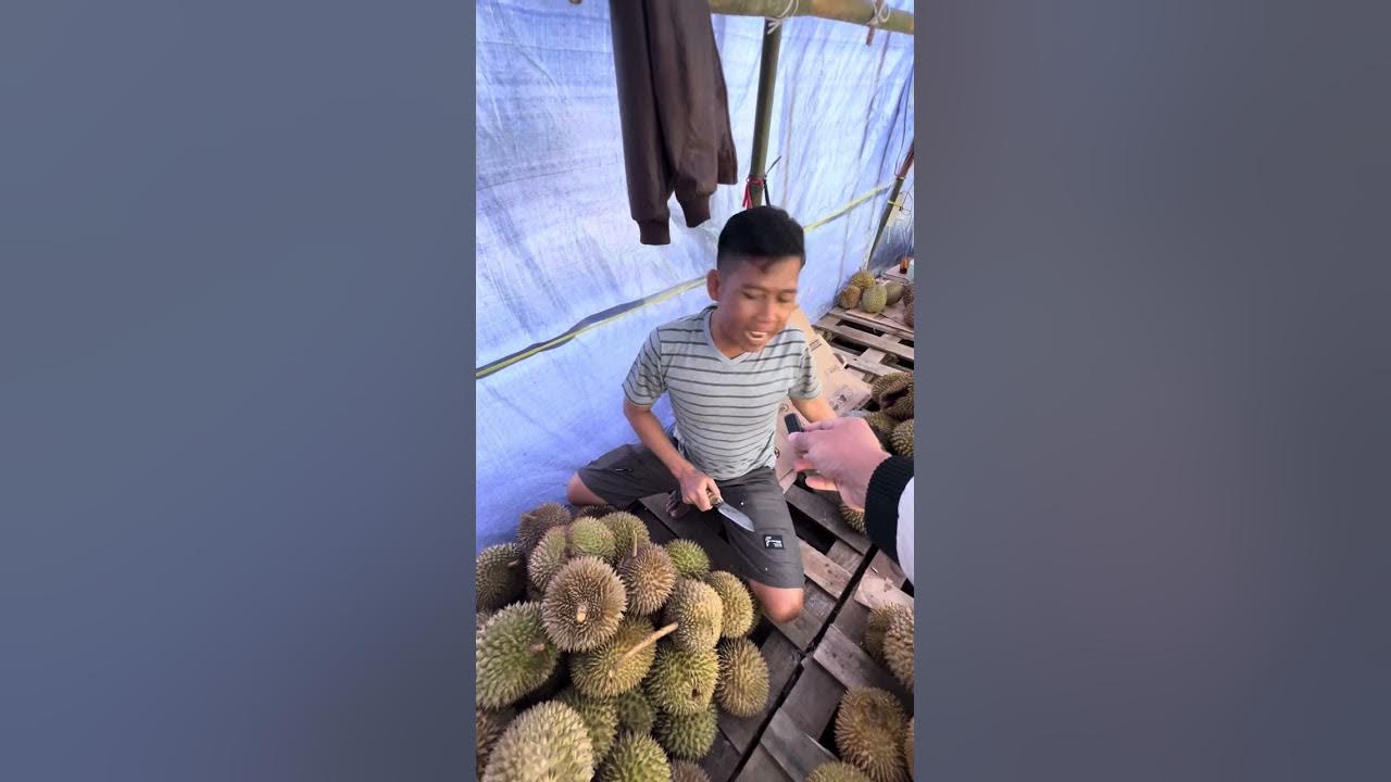 JUALAN DURIAN LOKAL PINGGIR JALAN OMSET 25 JUTA PER HARI.!!Wow..!! MUKBANG DURIAN LOKAL ...