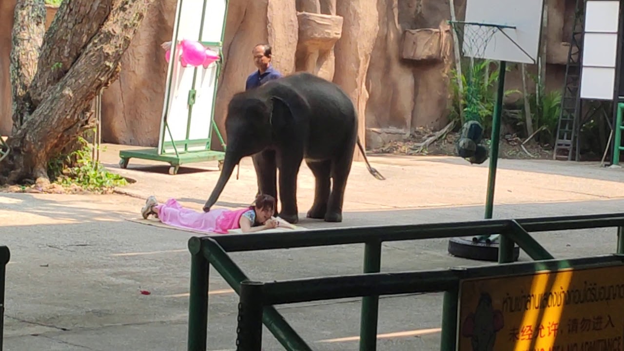 Elephant Show!! - YouTube