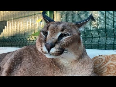 Gosha is Licking His Paw : Big Floppa #caracal - YouTube