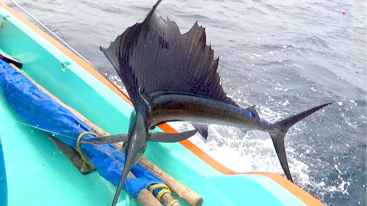 Fishing for Sailfish in sea - YouTube