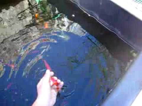 Tanago fishing in the Backyard - YouTube