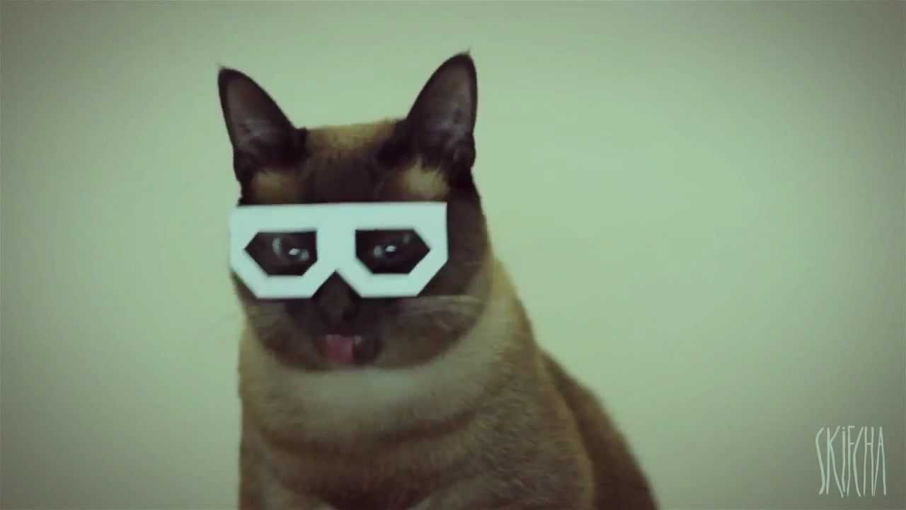 Cute cat doing dubstep (Dubstep cat) - YouTube