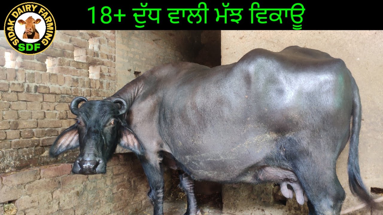 High milk yield buffalo for sale, ਚੰਗੇ ਦੁੱਧ ਵਾਲੀ ਮੱਝ ਵਿਕਾਊ - YouTube