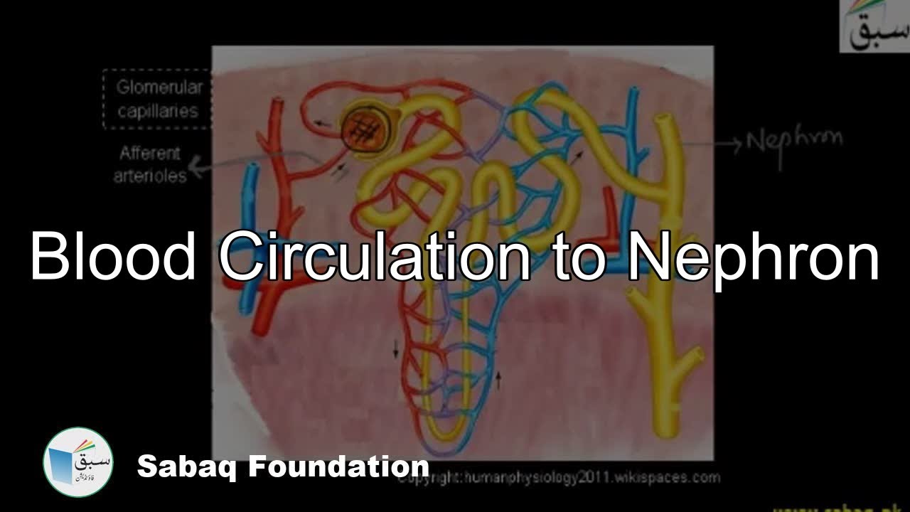 Blood Circulation to Nephron, Biology Lecture | Sabaq.pk - YouTube