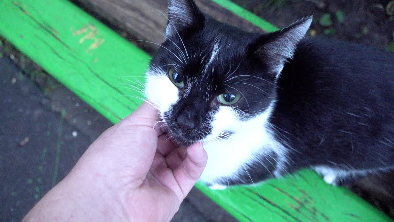 Tuxedo cat meows meow so hungry - YouTube