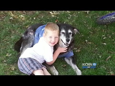 3 pit bulls that killed 2 dogs remain with owner