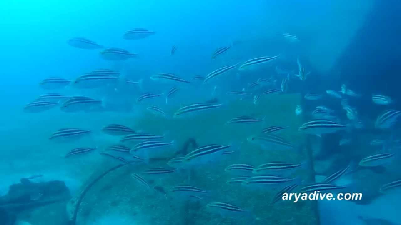 벤자리(Parapristipoma trilineatum)~ Chicken grunt, Threeline grunt - YouTube