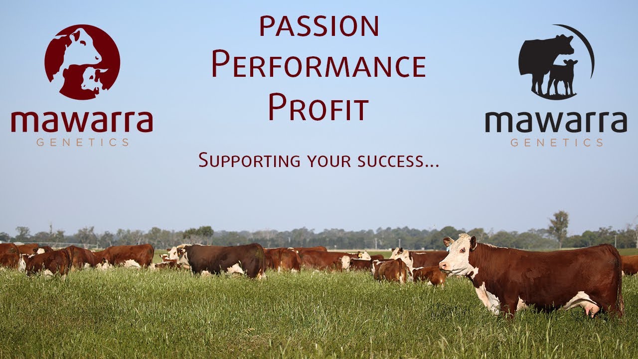 Mawarra Genetics - Passion Performance Profit - YouTube