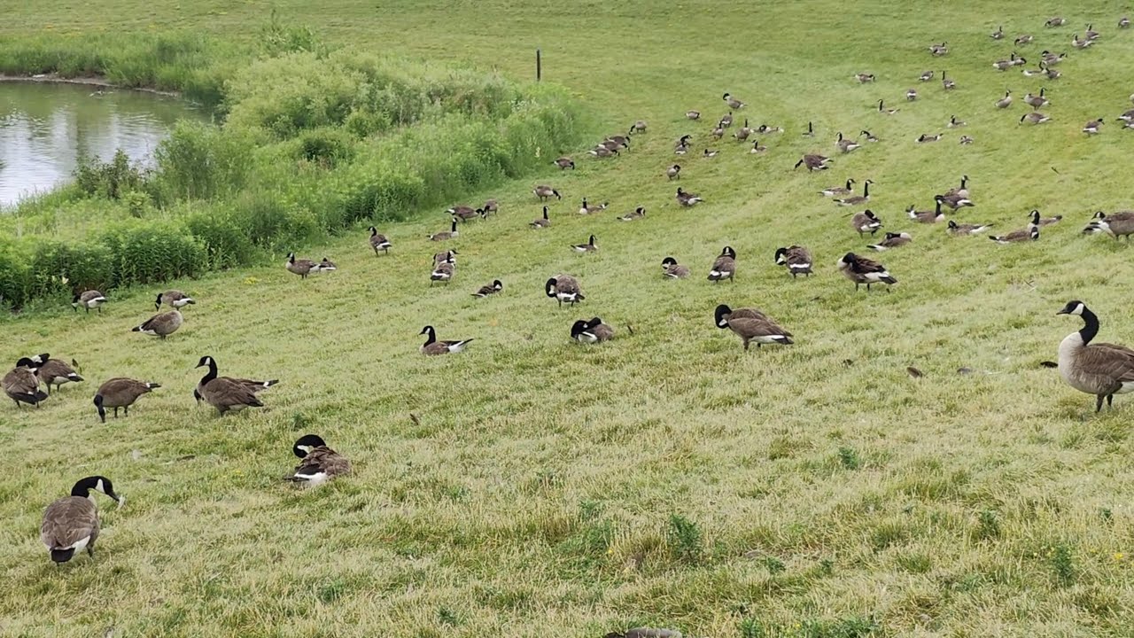 lots of geese by man made pond downsview park toronto mar 21 2025 AM ...
