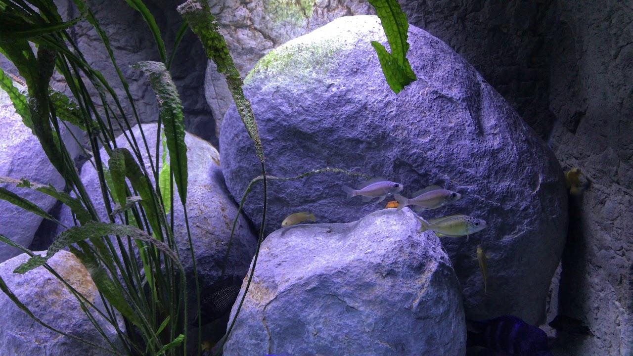 Ophthalmotilapia nasuta tiger - YouTube