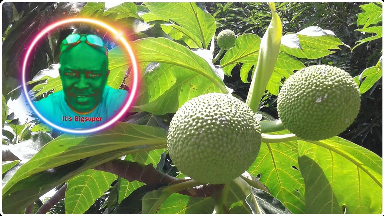 BREAD FRUIT MUSICAL INSTRUMENTS - YouTube