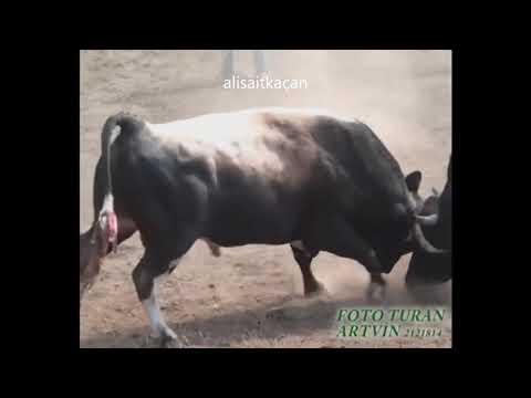 BOĞA ASLAN / KAFKASÖR 2011