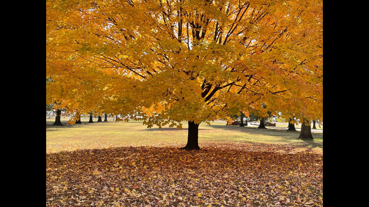 The Jane Tree | Slideshow - YouTube