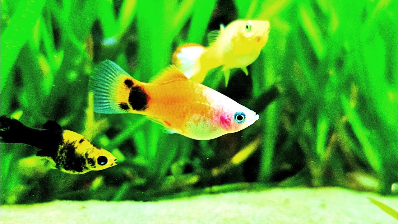 Aquarium Community Fish Live Stream ~ Relaxing Fish Tank Sounds ~ Real ...