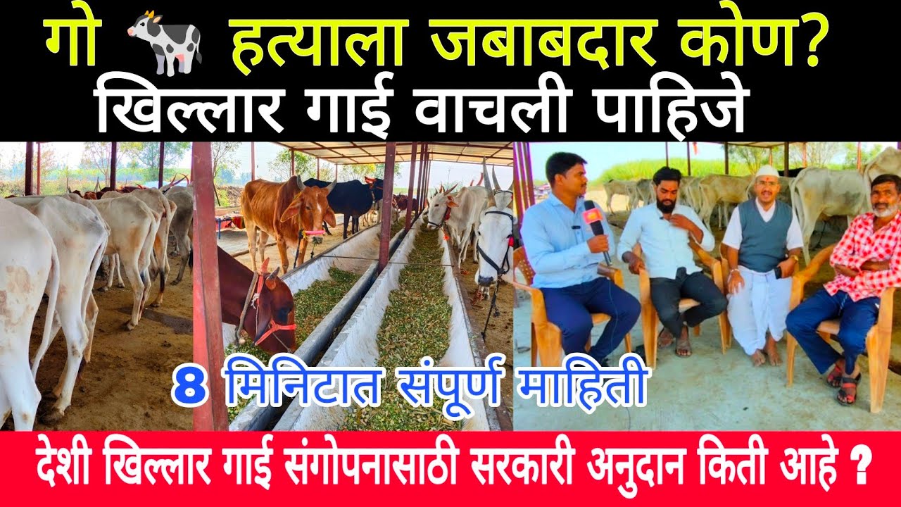 गो हत्त्याला जबाबदार कोण? खिल्लार गाई वाचली पाहिजे #sangola_bazar # ...
