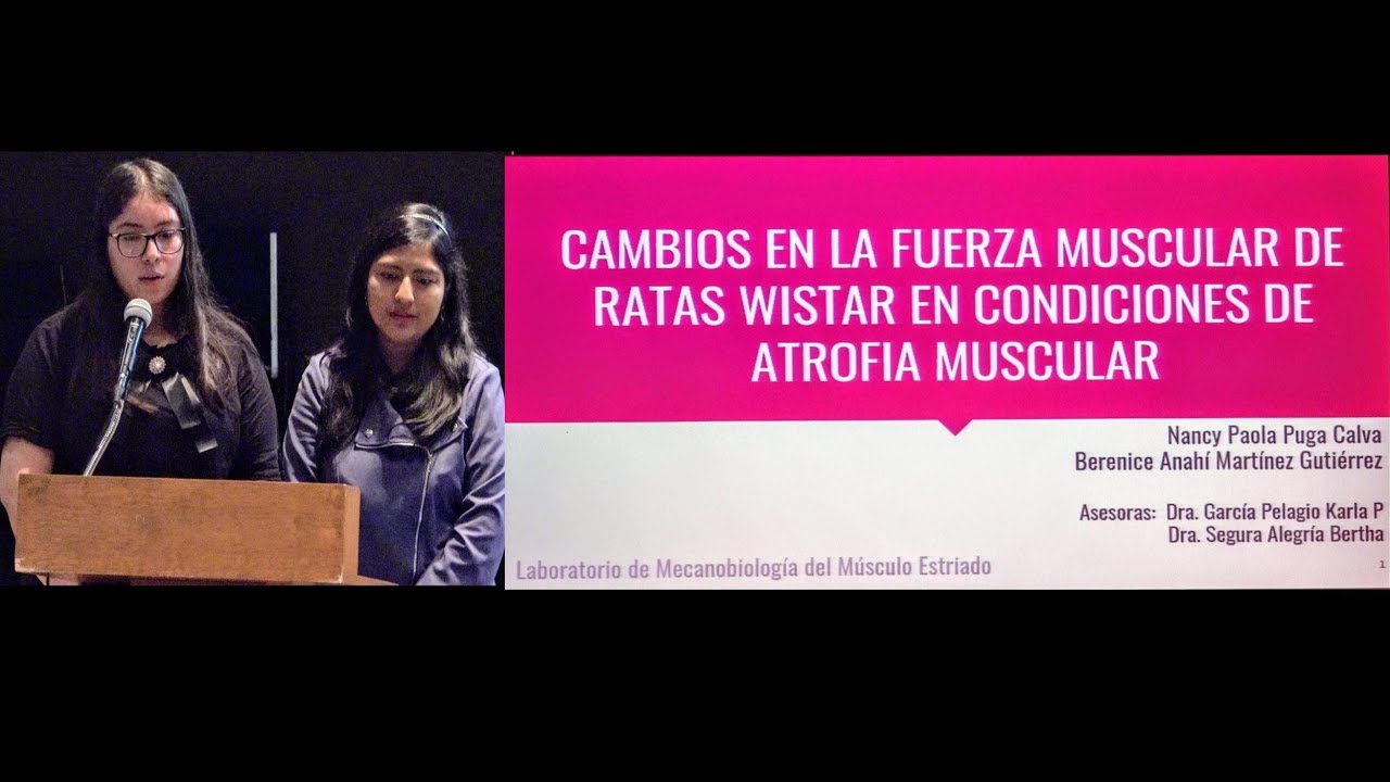 Cambios en la Fuerza Muscular de Ratas en Atrofia Muscular (Berenice ...