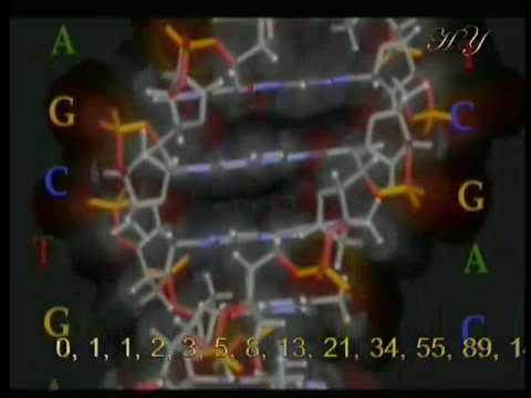 The golden ratio in DNA - YouTube