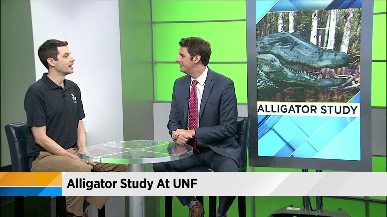Studying alligators at UNF - YouTube