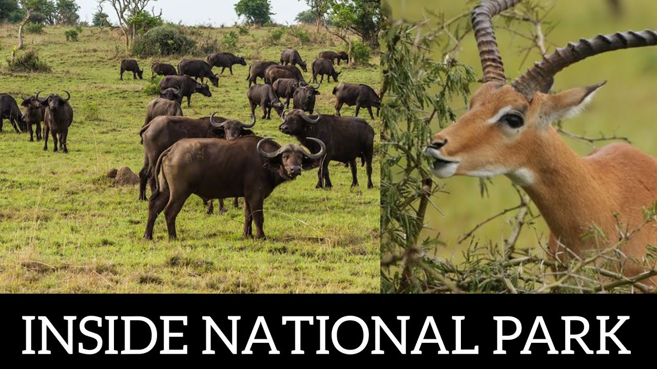 Spotted animals inside the Murchison falls national park #adventure ...