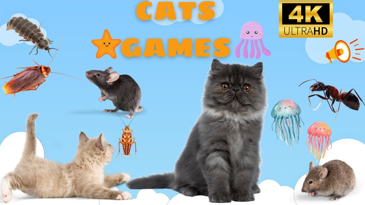 CAT GAMES 4 🐾3D Game for Cats to Watch – Ultimate CAT TV with Birds ...