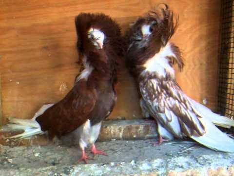jacobin pigeons - YouTube