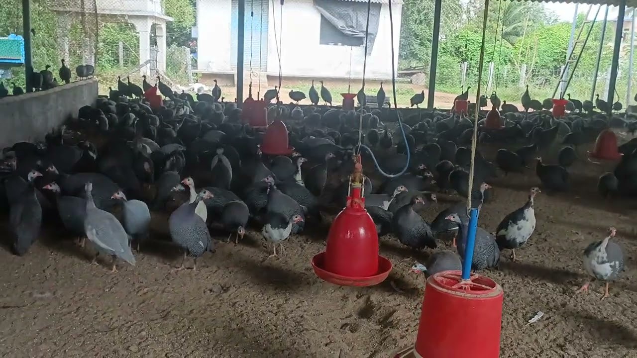 gini foul available 9655055888 - YouTube