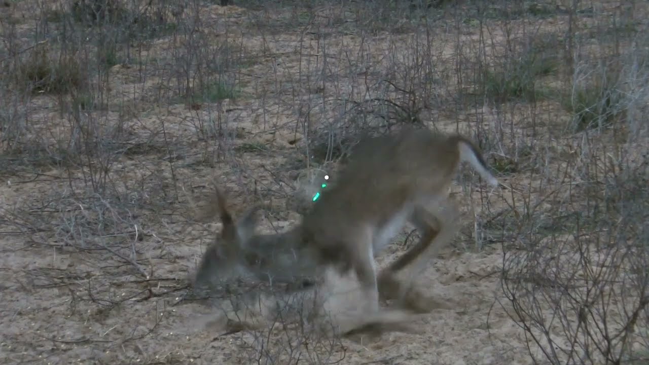 Nice 8 Point Ducking The Arrow - YouTube