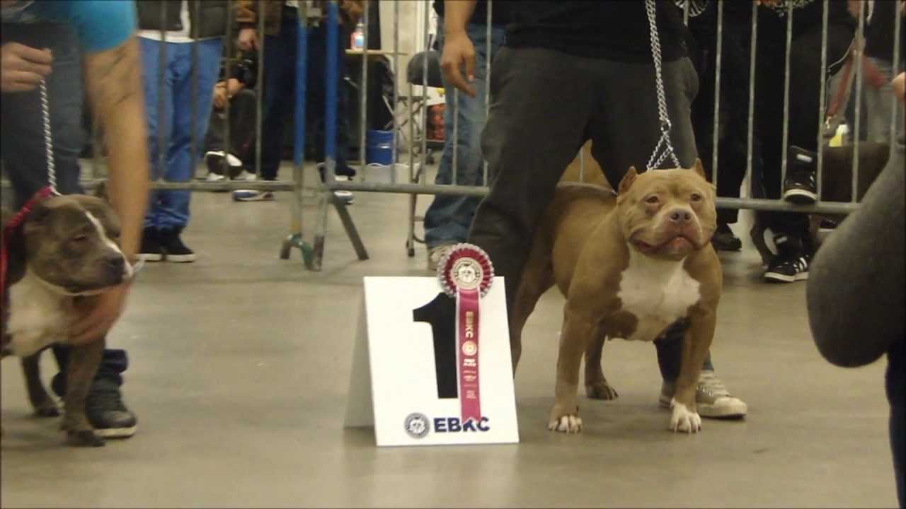 EBKC Bully Show Belgium 25 February 2012 - YouTube