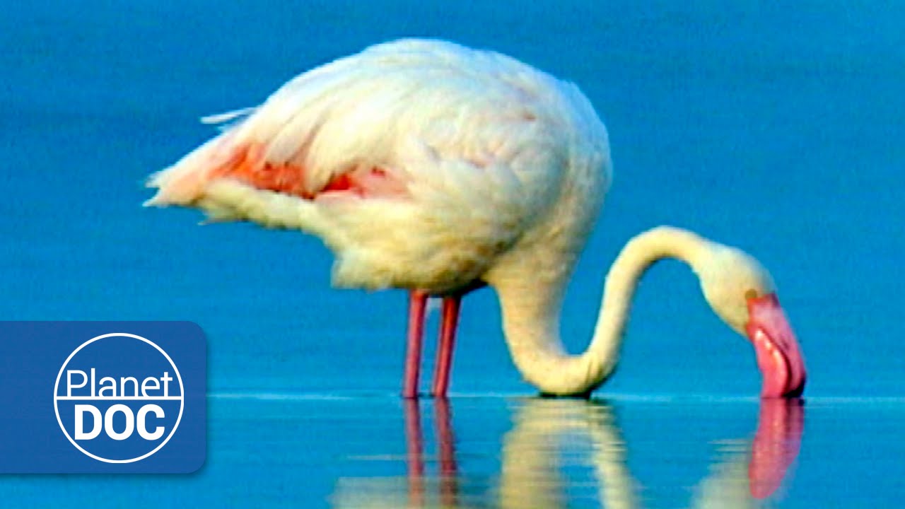 Flamingos | Nature - Planet Doc Full Documentaries HD - YouTube