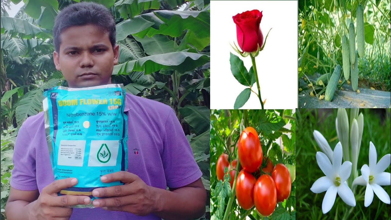 Boom Flower 15 G Ultra || Nitrobenzene || বুম ফ্লাওয়ার কী কাজ বুম ...