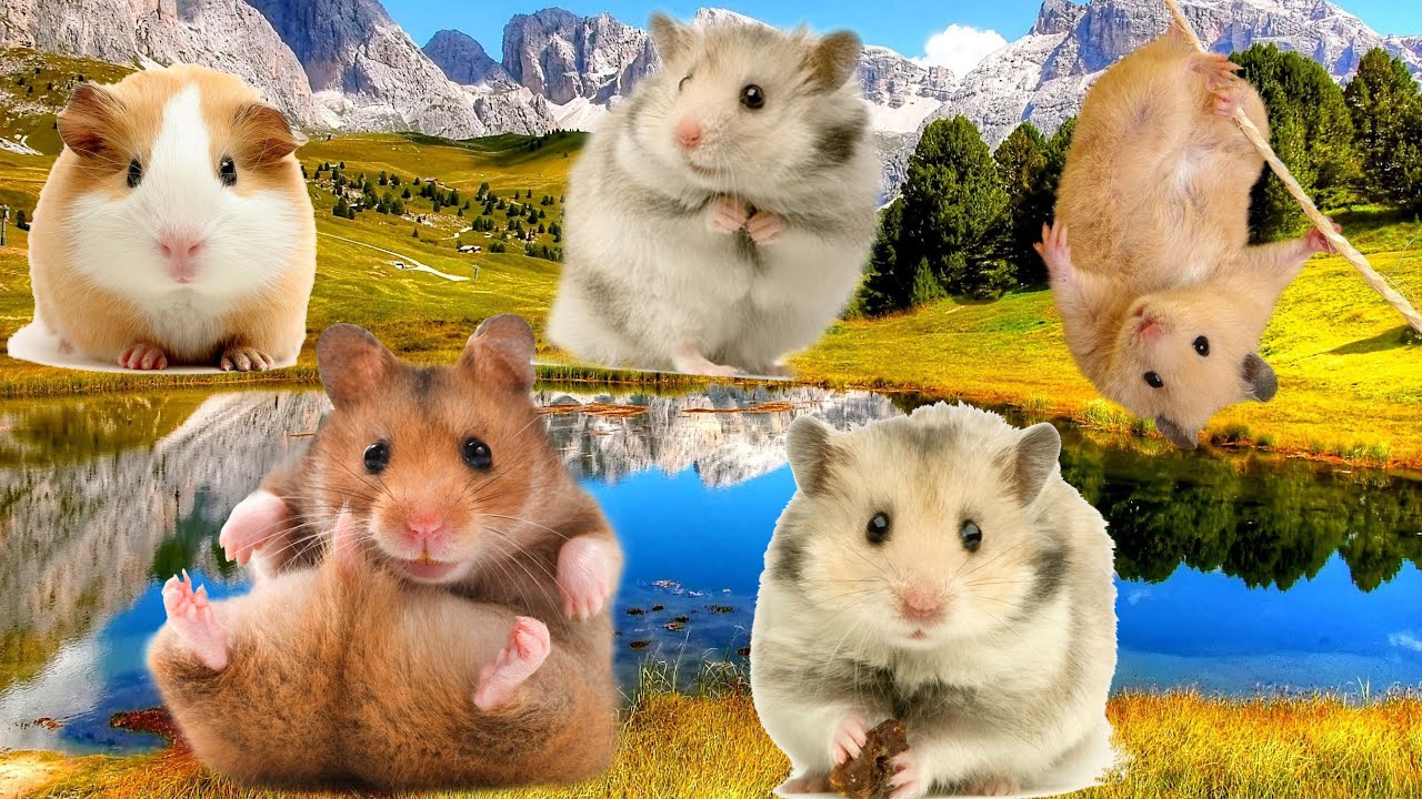 SOUNDS OF ANIMALS ! HAMSTER/THE SOUNDS OF A HAMSTER - YouTube