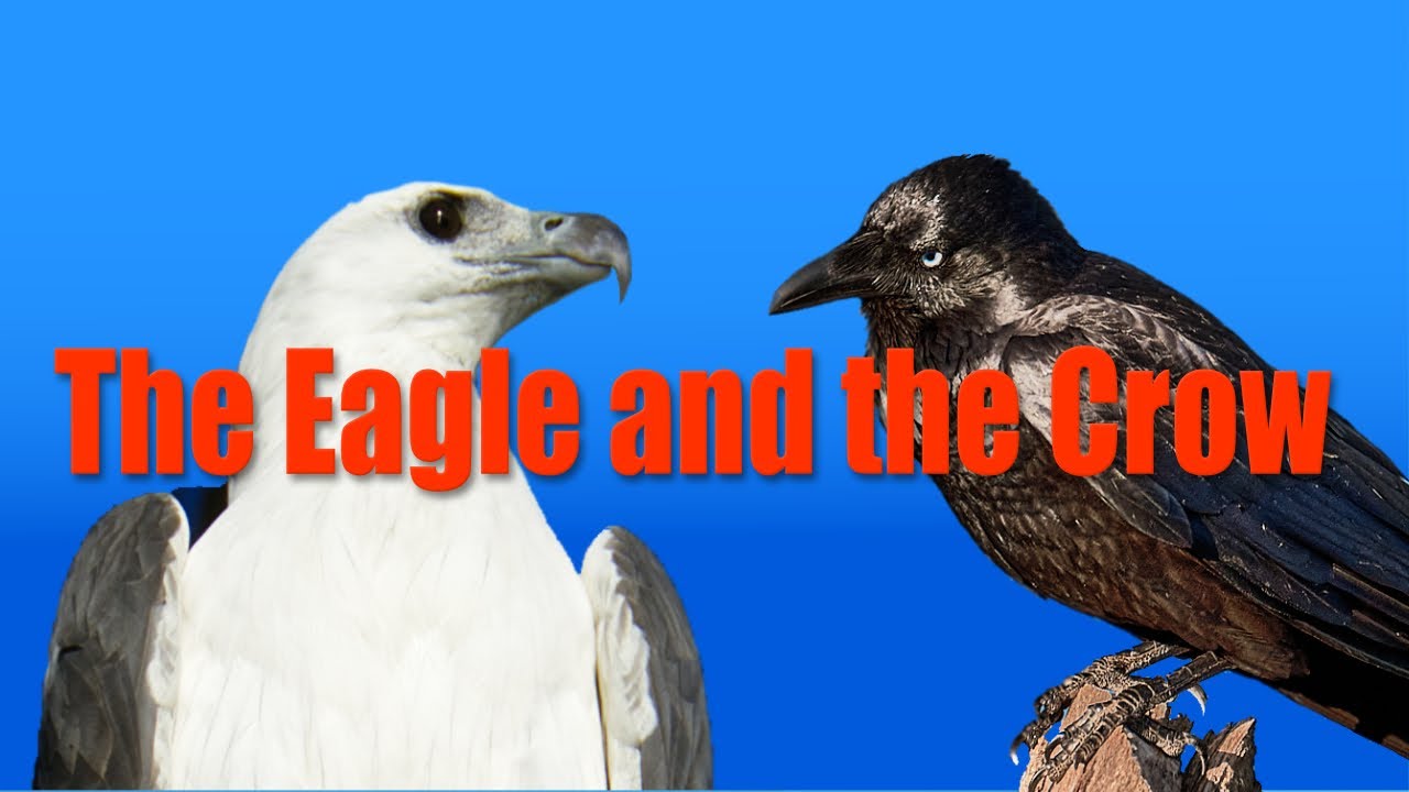 The Eagle and the Crow - YouTube