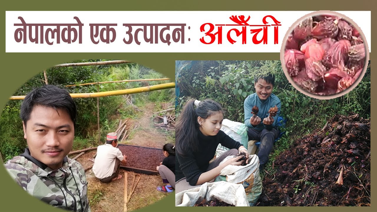 Nepal ko Alaichi | Nepali Alaichi | Bhojpur Alaichi | Nepal Cardamom ...