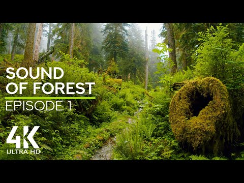 Rainy Day Forest Sounds - Relaxing Ambience for Study or Sleep - Episode #1