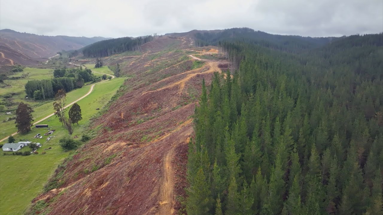OneFortyOne Forest Management - YouTube