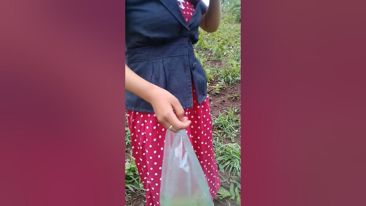 hnb no mus de kaus suab los noj nawb - YouTube