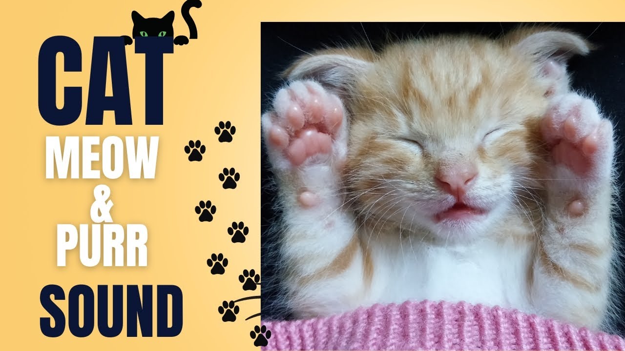 Cat Meow&Purr Sound effect - YouTube