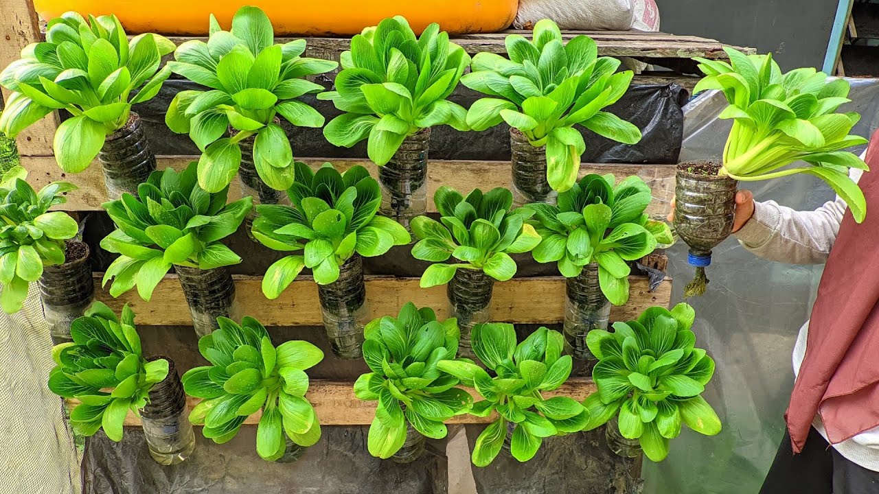 cara menanam sawi pakcoy hidroponik botol bekas - YouTube