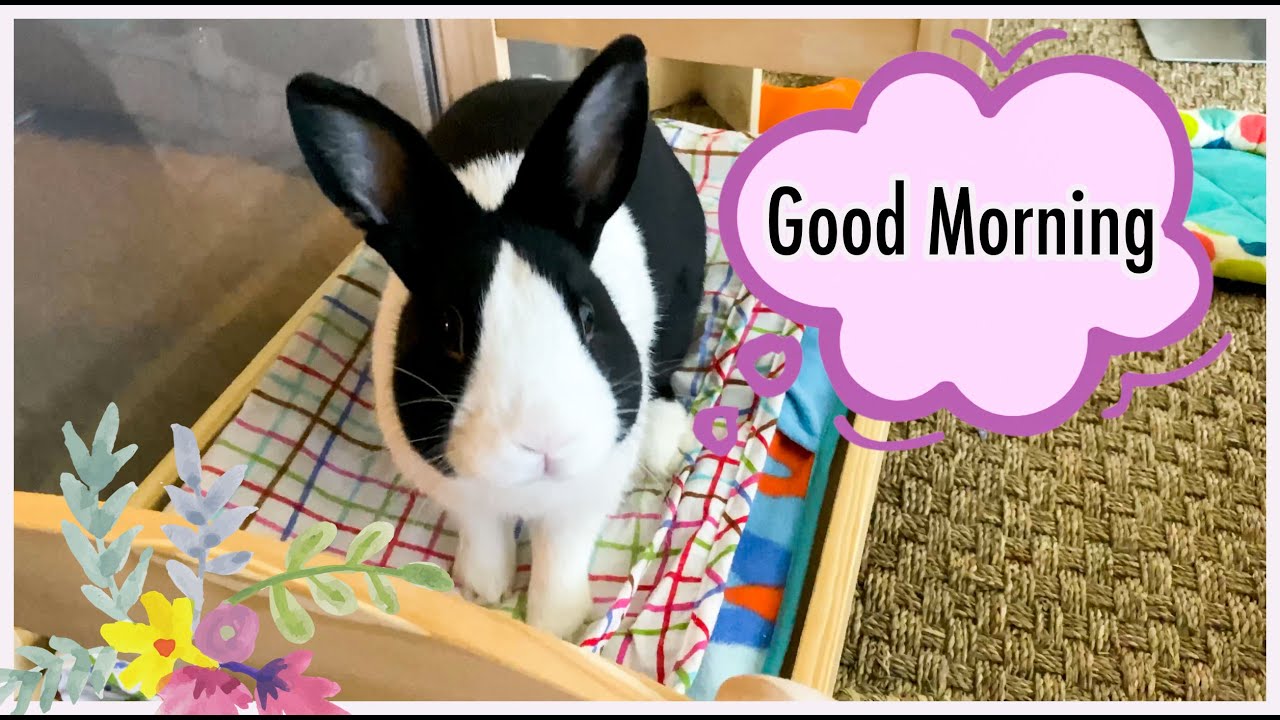 Bunny's morning routine - YouTube