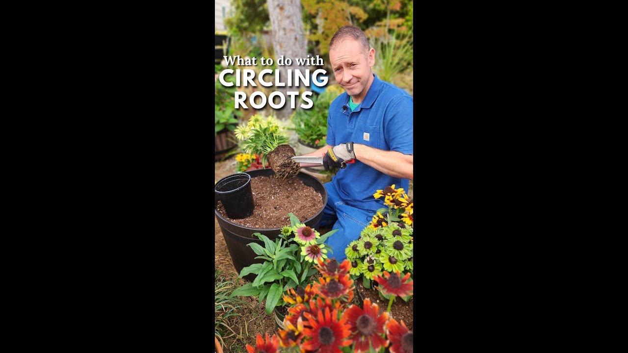 Circling Roots and Simplified Root Pruning - ️ #shorts - YouTube