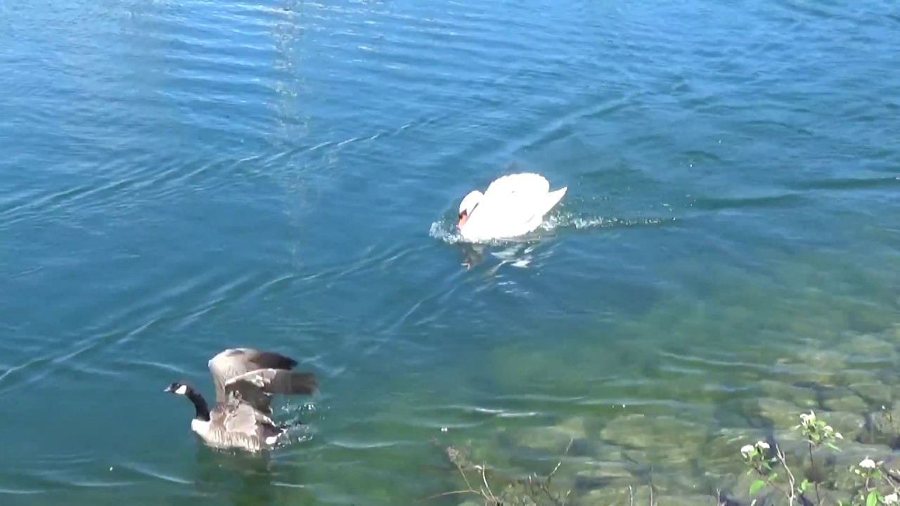 Mute Swan chasing Canadian Geese - YouTube